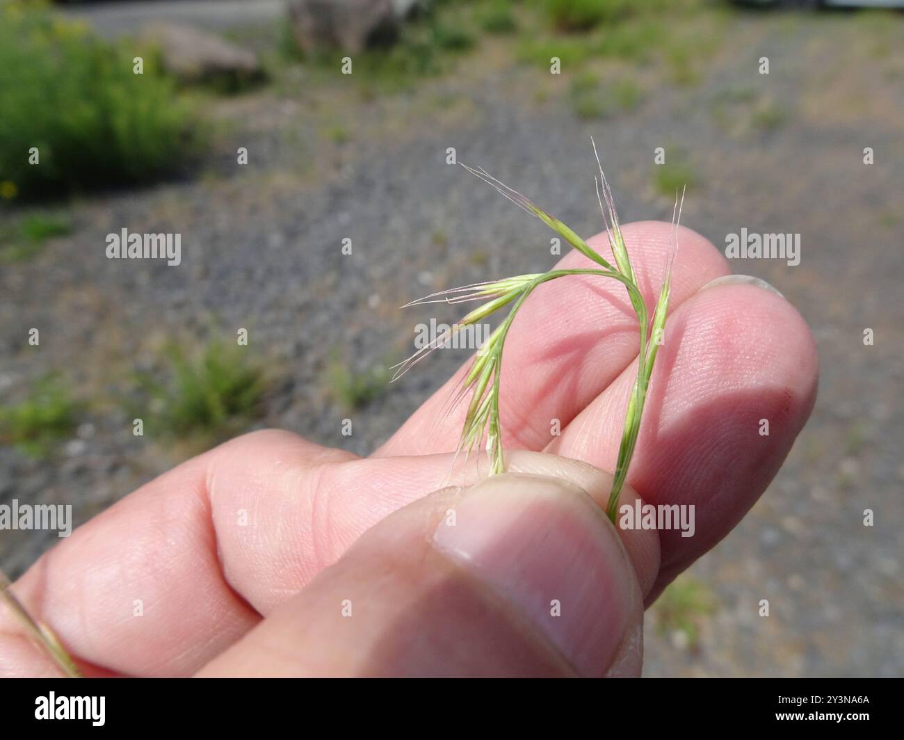 rattail sixweeks grass (Festuca myuros) Plantae Stock Photo - Alamy