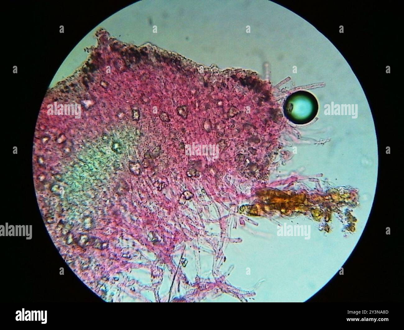 Ceriporia reticulata hi-res stock photography and images - Alamy