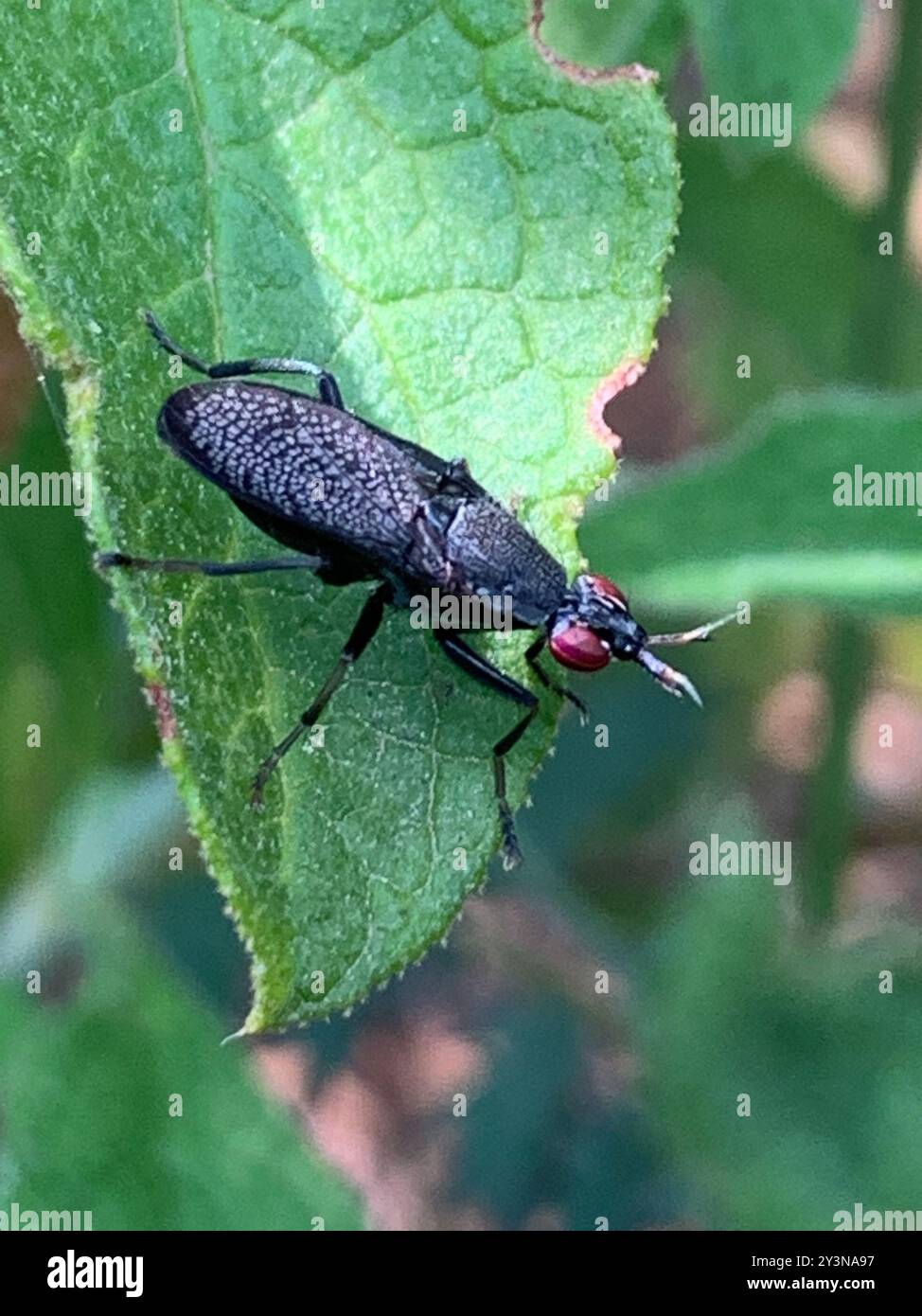 Sieve-winged Snailkiller (Coremacera marginata) Insecta Stock Photo - Alamy