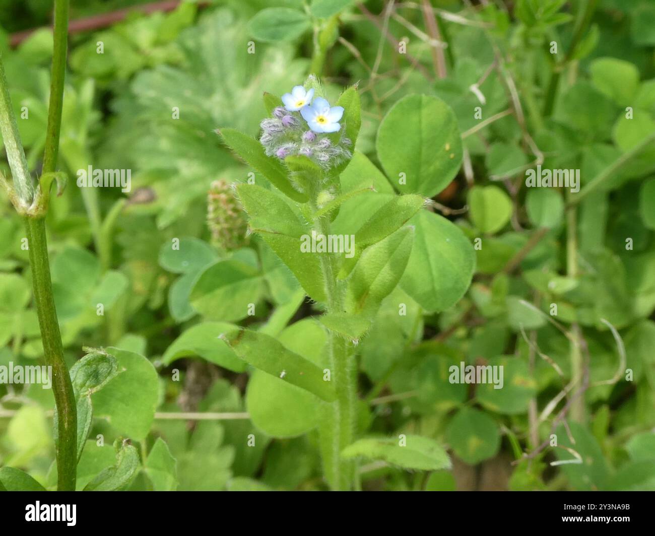 field forget-me-not (Myosotis arvensis) Plantae Stock Photo - Alamy