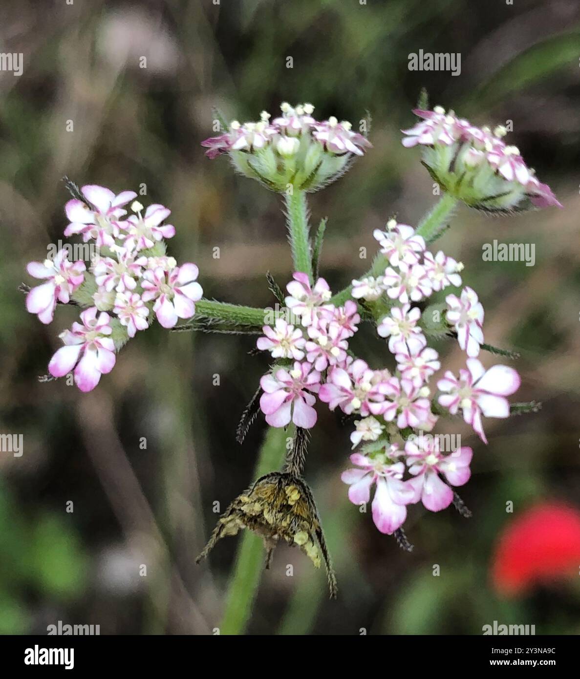 carrot family (Apiaceae) Plantae Stock Photo - Alamy