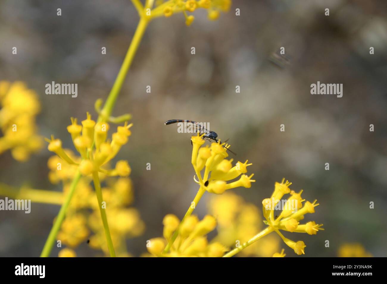 Javelin Wasp (Gasteruption jaculator) Insecta Stock Photo - Alamy