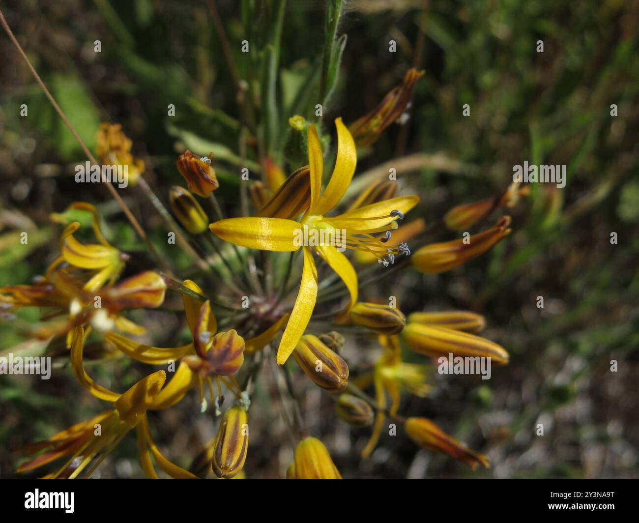goldenstar (Bloomeria crocea) Plantae Stock Photo - Alamy