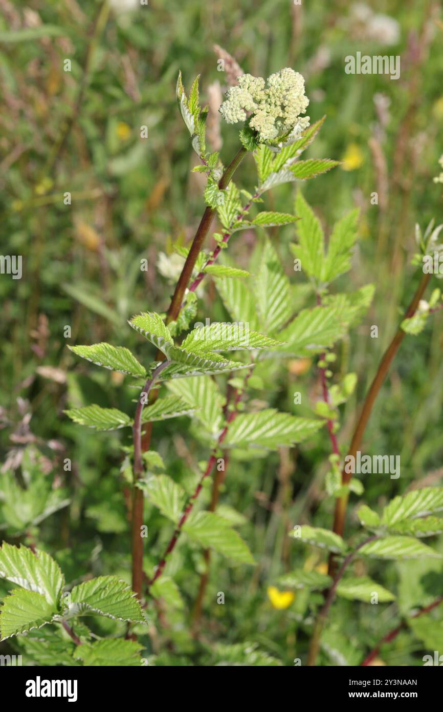 Meadowsweet (Filipendula ulmaria) Plantae Stock Photo - Alamy