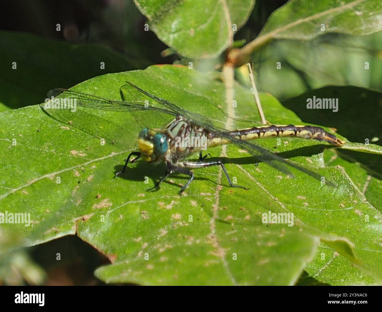 Unicorn Clubtail (Arigomphus villosipes) Insecta Stock Photo - Alamy