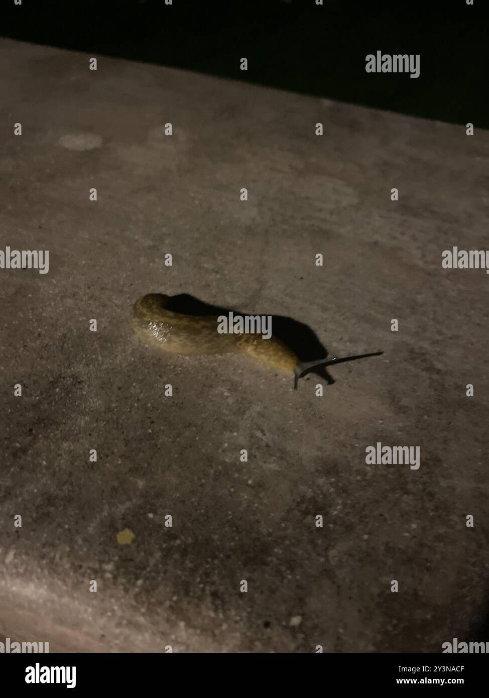 Yellow Cellar Slug (Limacus flavus) Mollusca Stock Photo - Alamy