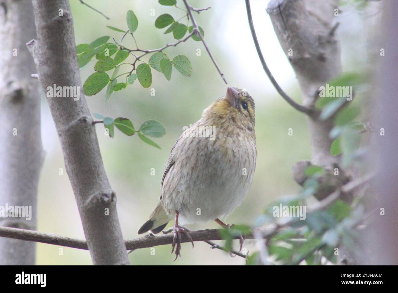 Yellow Bishop (Euplectes capensis) Aves Stock Photo - Alamy