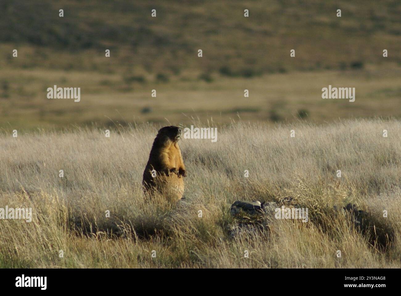 Grey Marmot (Marmota baibacina) Mammalia Stock Photo - Alamy