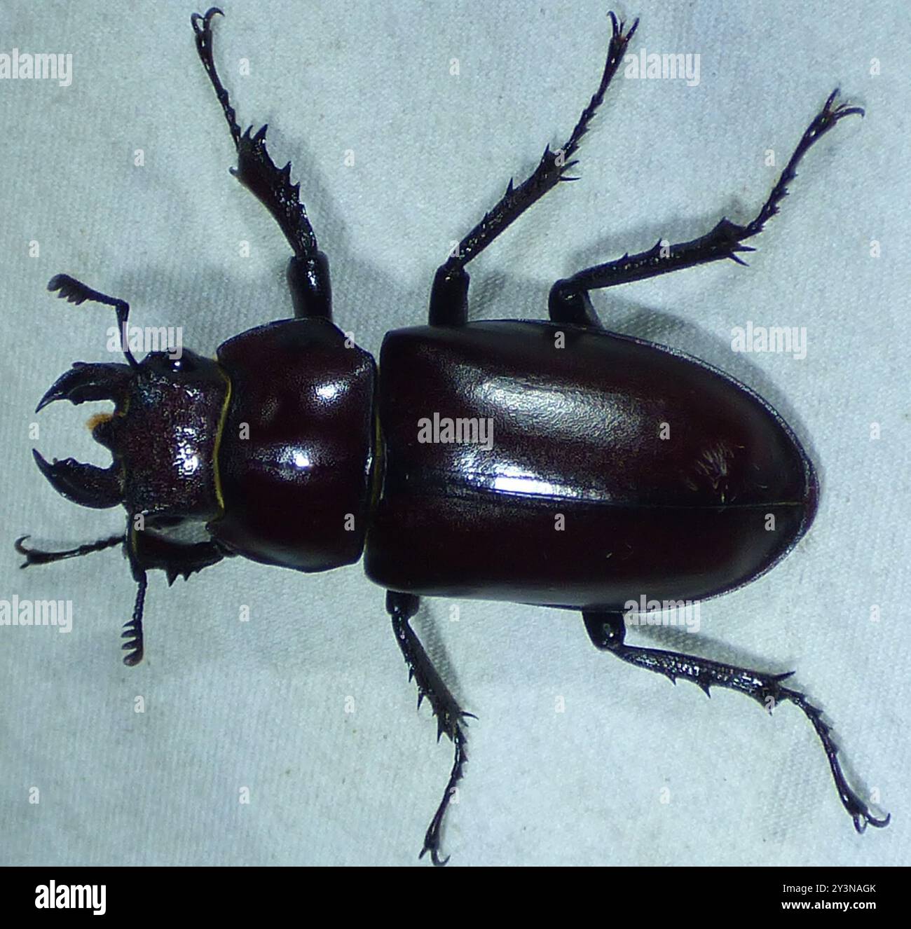 Giant Stag Beetle (Lucanus elaphus) Insecta Stock Photo - Alamy