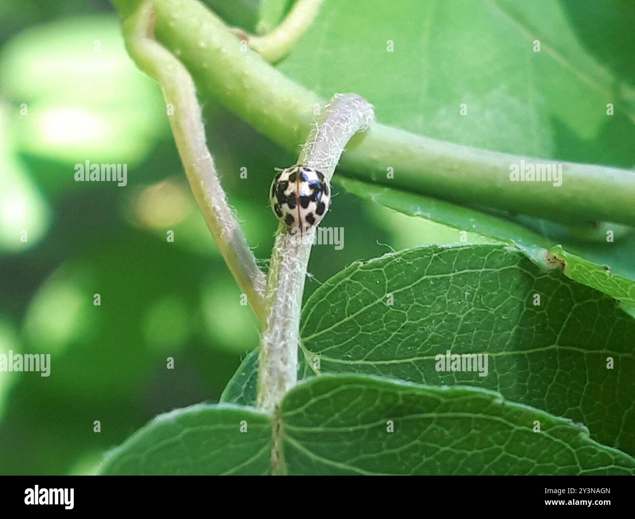 Twenty-spotted Lady Beetle (Psyllobora vigintimaculata) Insecta Stock ...
