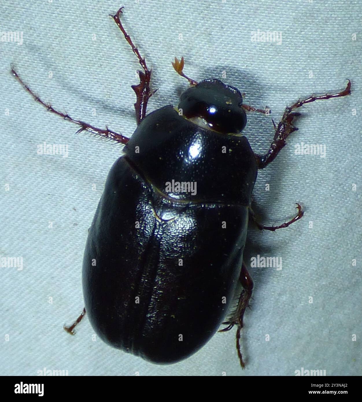 May Beetles (Phyllophaga) Insecta Stock Photo - Alamy