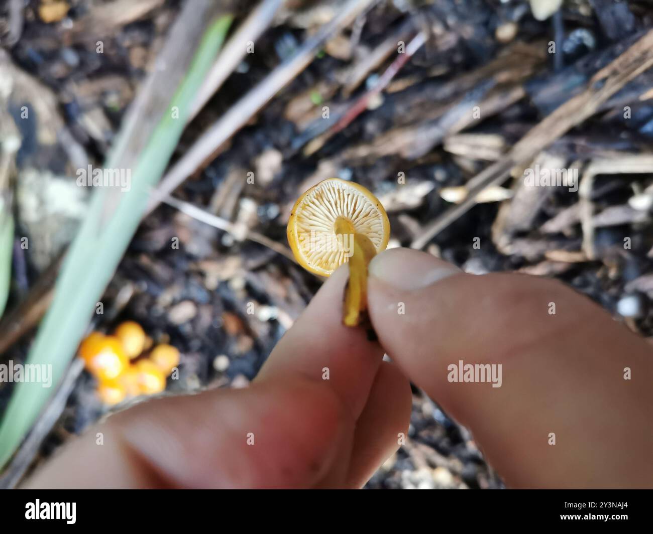 Velvet Foot (Flammulina velutipes) Fungi Stock Photo - Alamy