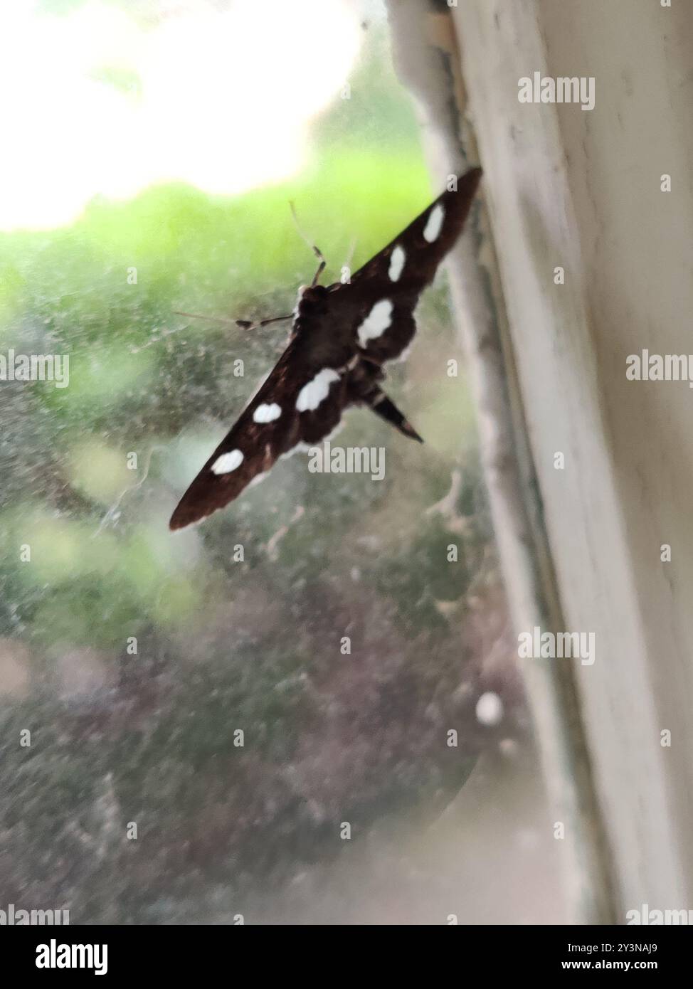 Grape Leaffolder Moth (Desmia funeralis) Insecta Stock Photo - Alamy