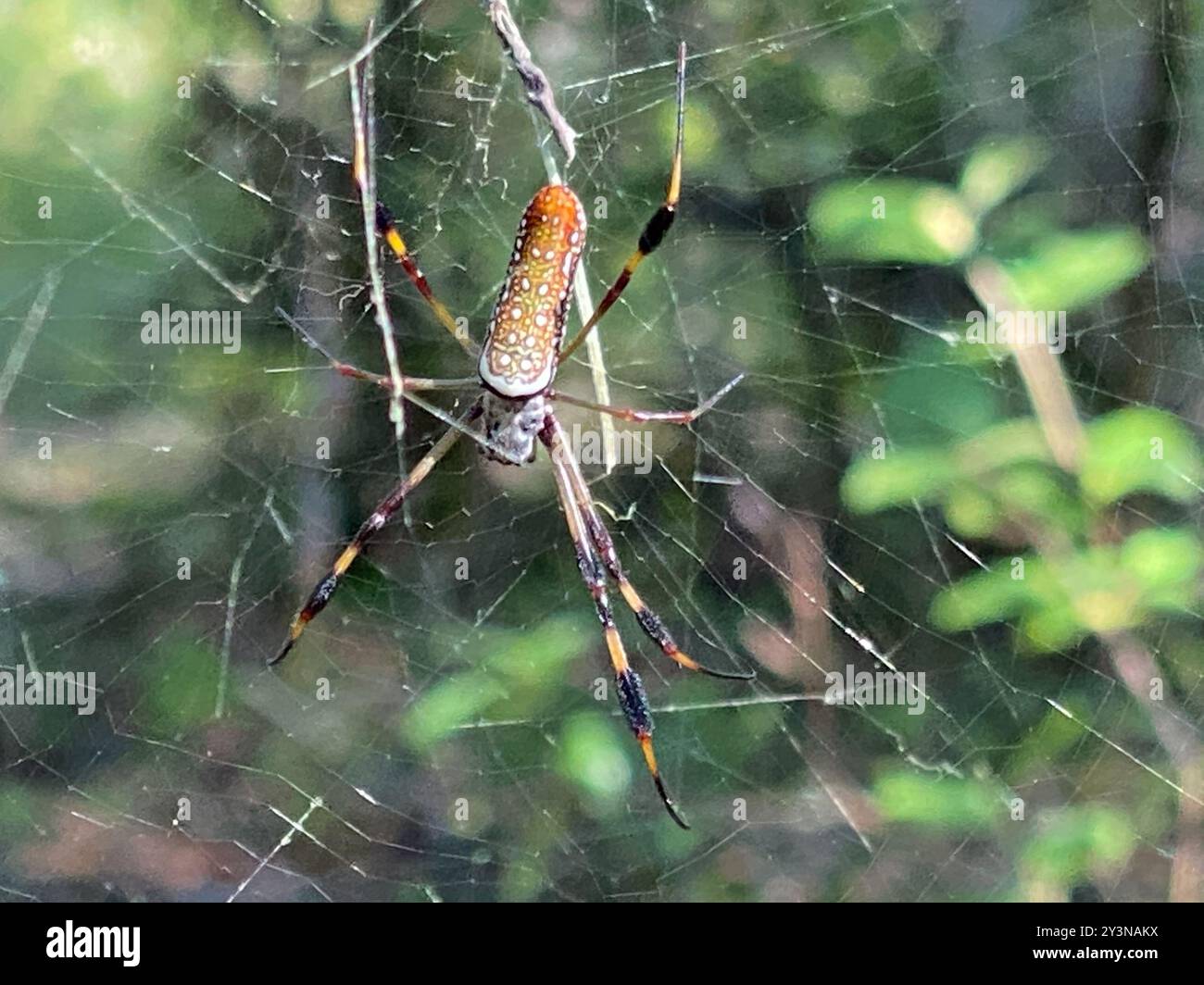 Golden Silk Spider (Trichonephila clavipes) Arachnida Stock Photo - Alamy