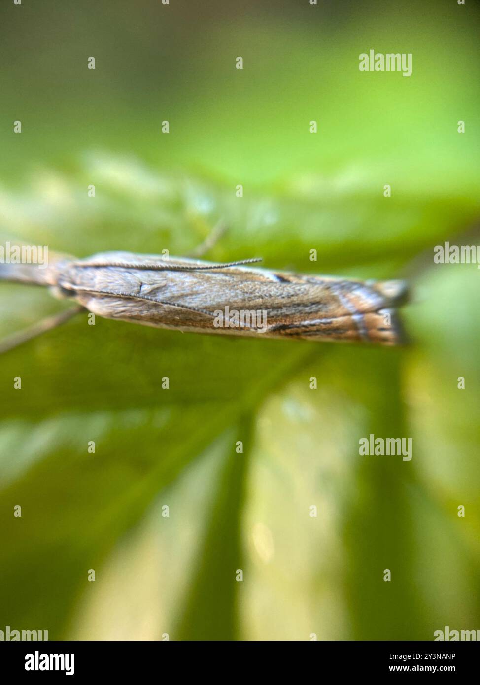 Hook-streaked Grass-veneer (Crambus lathoniellus) Insecta Stock Photo ...