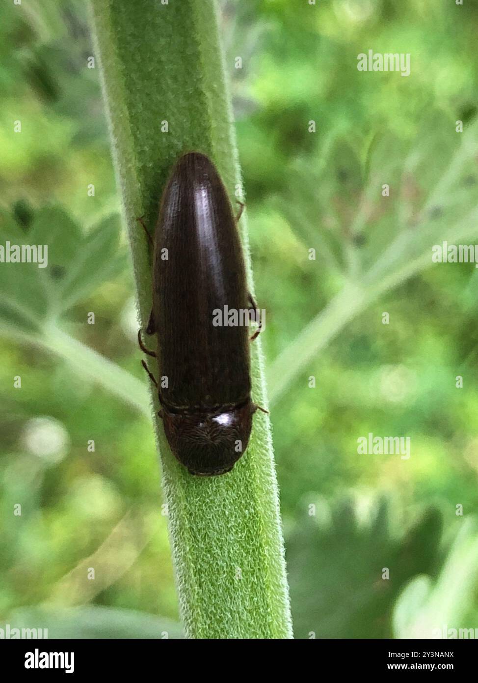 Click Beetles (Elateridae) Insecta Stock Photo - Alamy
