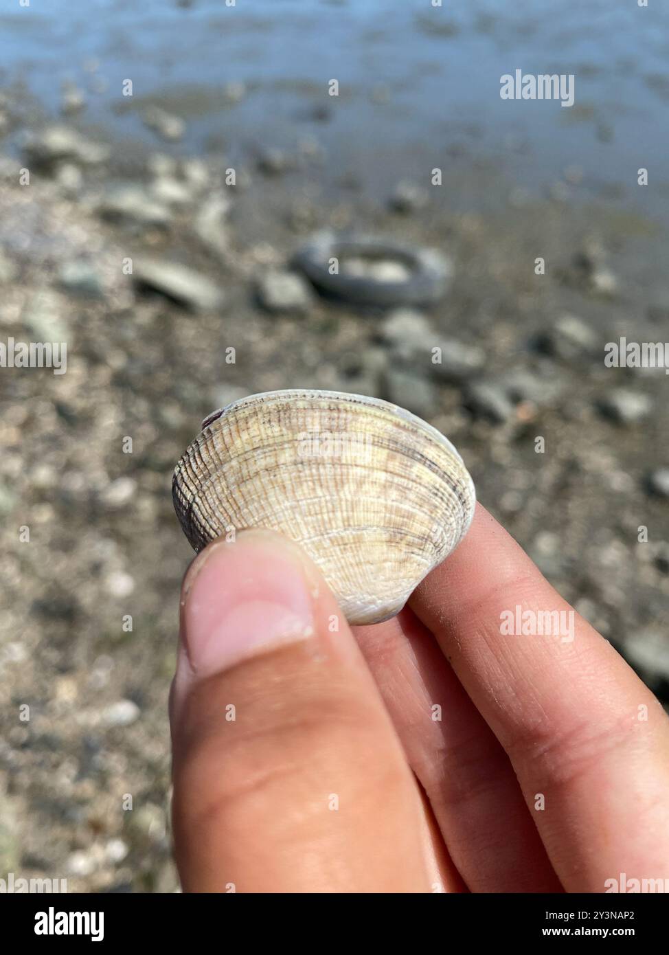 Japanese Littleneck (Ruditapes philippinarum) Mollusca Stock Photo - Alamy