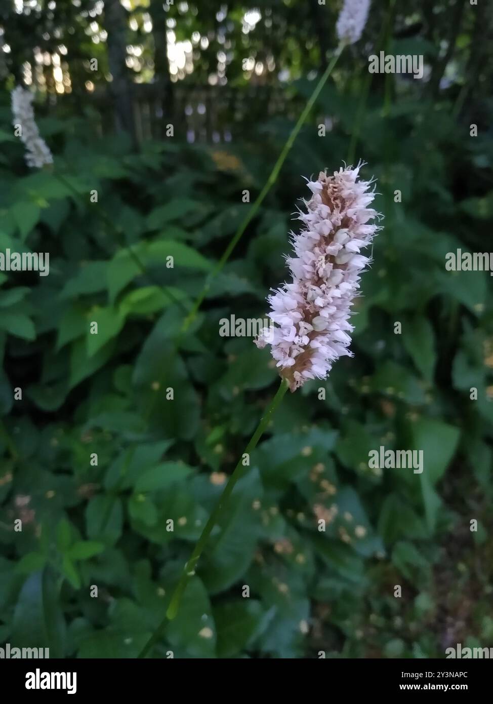 common bistort (Bistorta officinalis) Plantae Stock Photo - Alamy