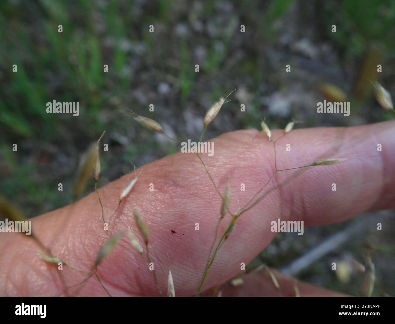 wavy hair-grass (Avenella flexuosa) Plantae Stock Photo - Alamy