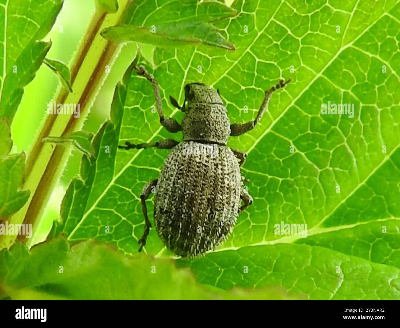 Strawberry Root Weevil (Sciaphilus asperatus) Insecta Stock Photo - Alamy