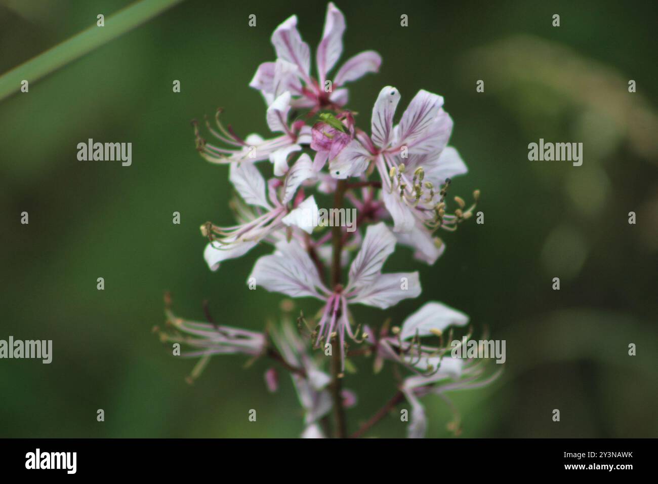 white dittany (Dictamnus albus) Plantae Stock Photo - Alamy