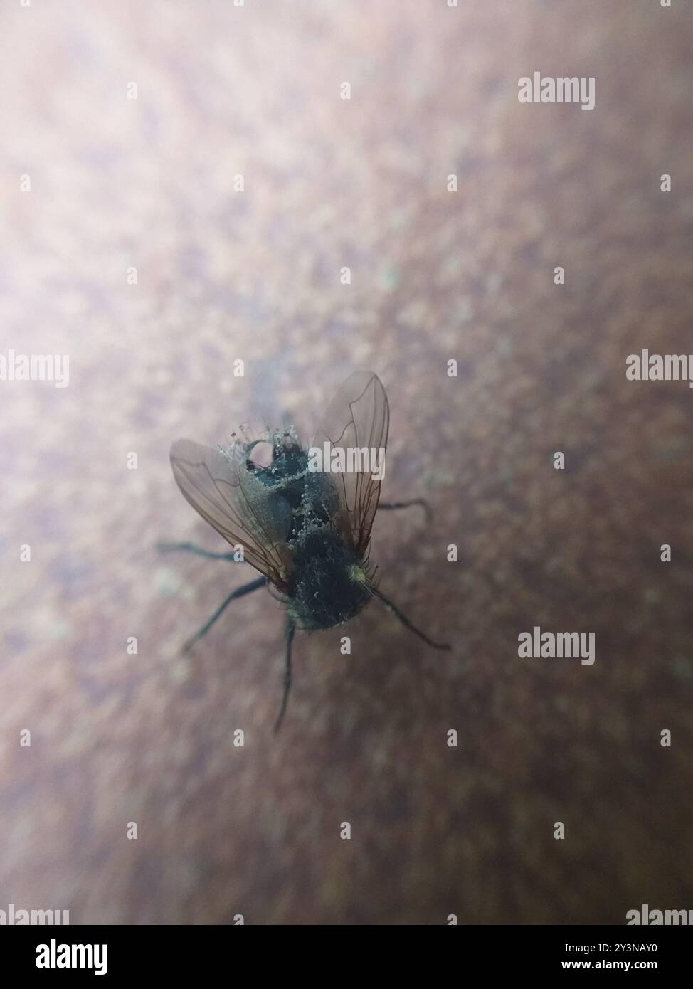 Common House Fly (Musca domestica) Insecta Stock Photo - Alamy