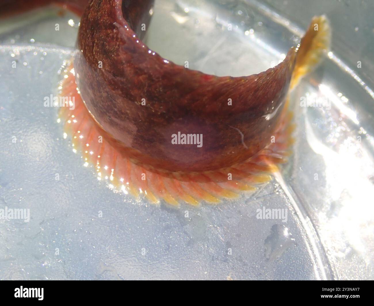 High Cockscomb (Anoplarchus purpurescens) Actinopterygii Stock Photo ...