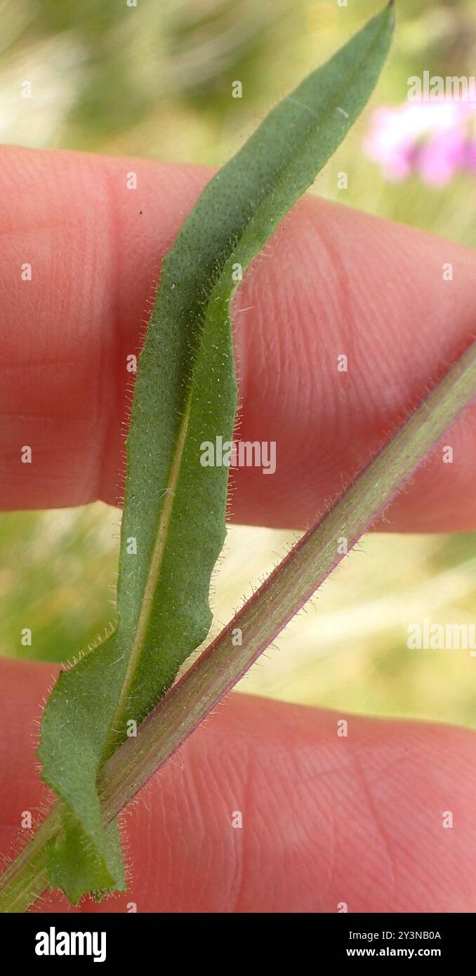 Tooth Ragwort (Senecio polyodon) Plantae Stock Photo - Alamy