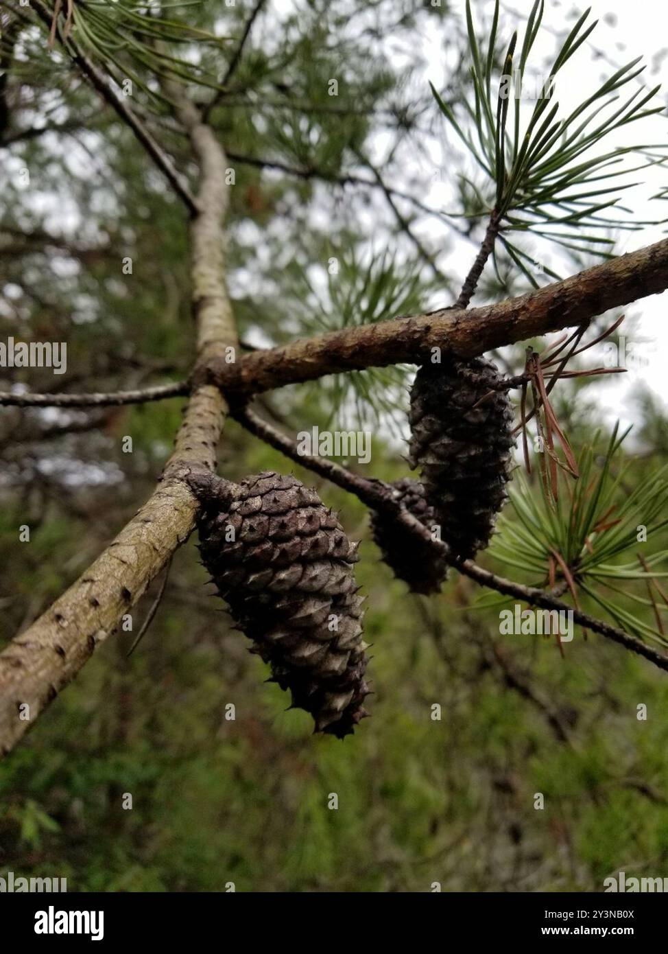 Virginia pine (Pinus virginiana) Plantae Stock Photo - Alamy