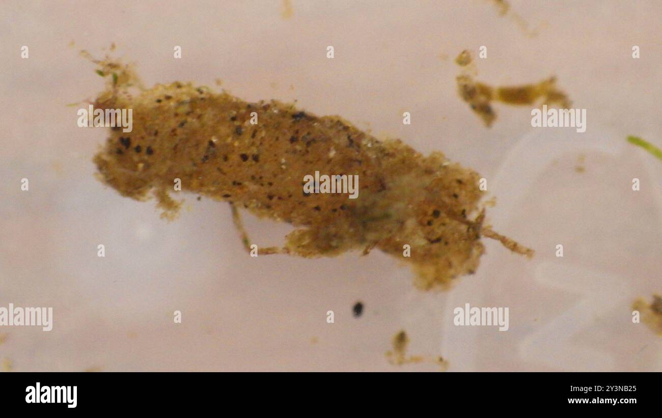 Microcaddisflies (Hydroptilidae) Insecta Stock Photo - Alamy