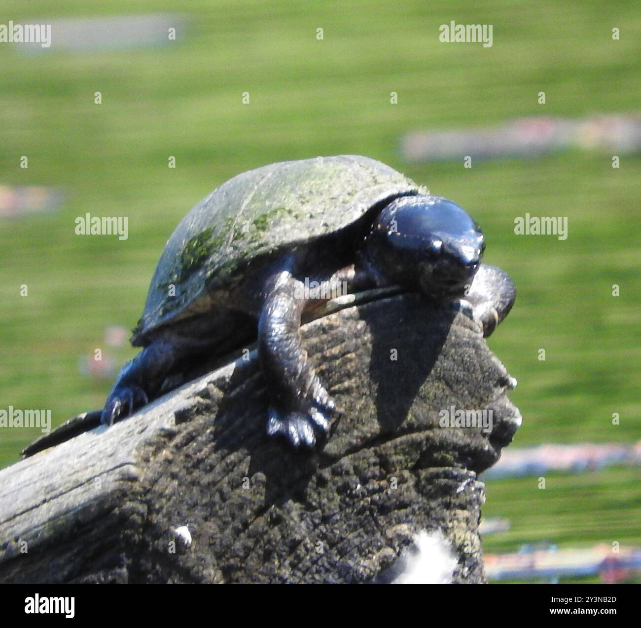 Eastern Musk Turtle (Sternotherus odoratus) Reptilia Stock Photo - Alamy