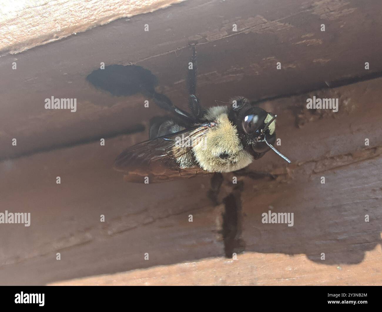 Eastern Carpenter Bee (Xylocopa virginica) Insecta Stock Photo - Alamy