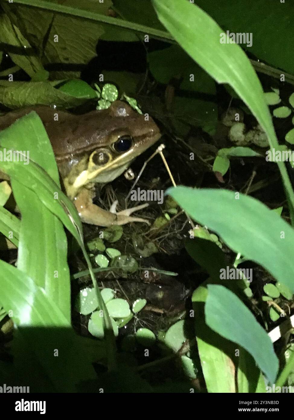 Guenther's Frog (Sylvirana guentheri) Amphibia Stock Photo - Alamy