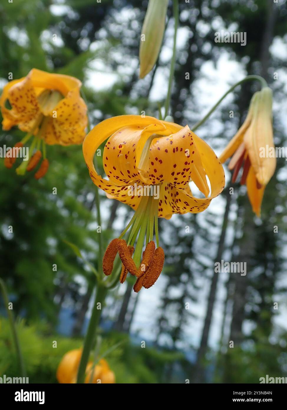 Columbia lily (Lilium columbianum) Plantae Stock Photo - Alamy