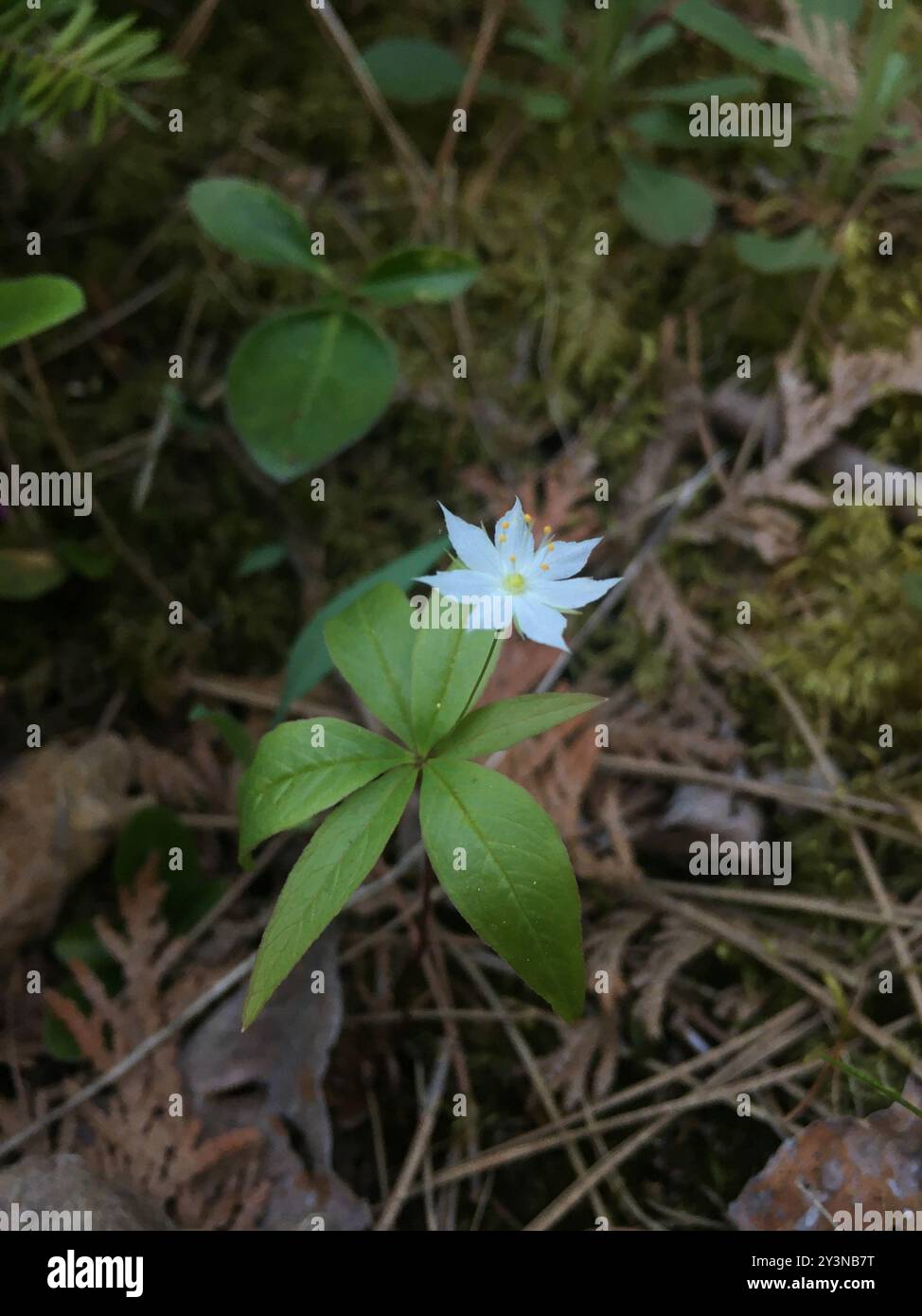 northern starflower (Lysimachia borealis) Plantae Stock Photo - Alamy