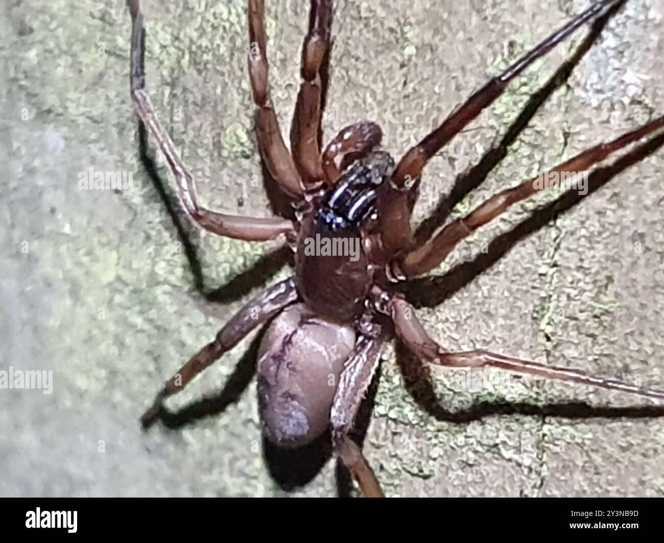 Tunnel Spiders (Segestriidae) Arachnida Stock Photo - Alamy