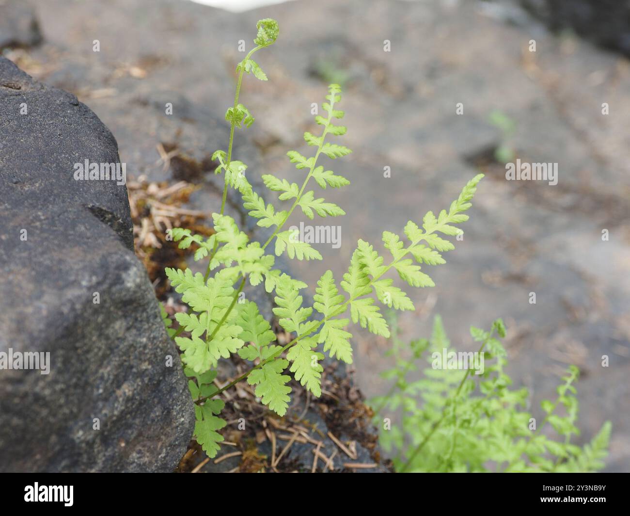 brittle bladderfern (Cystopteris fragilis) Plantae Stock Photo - Alamy