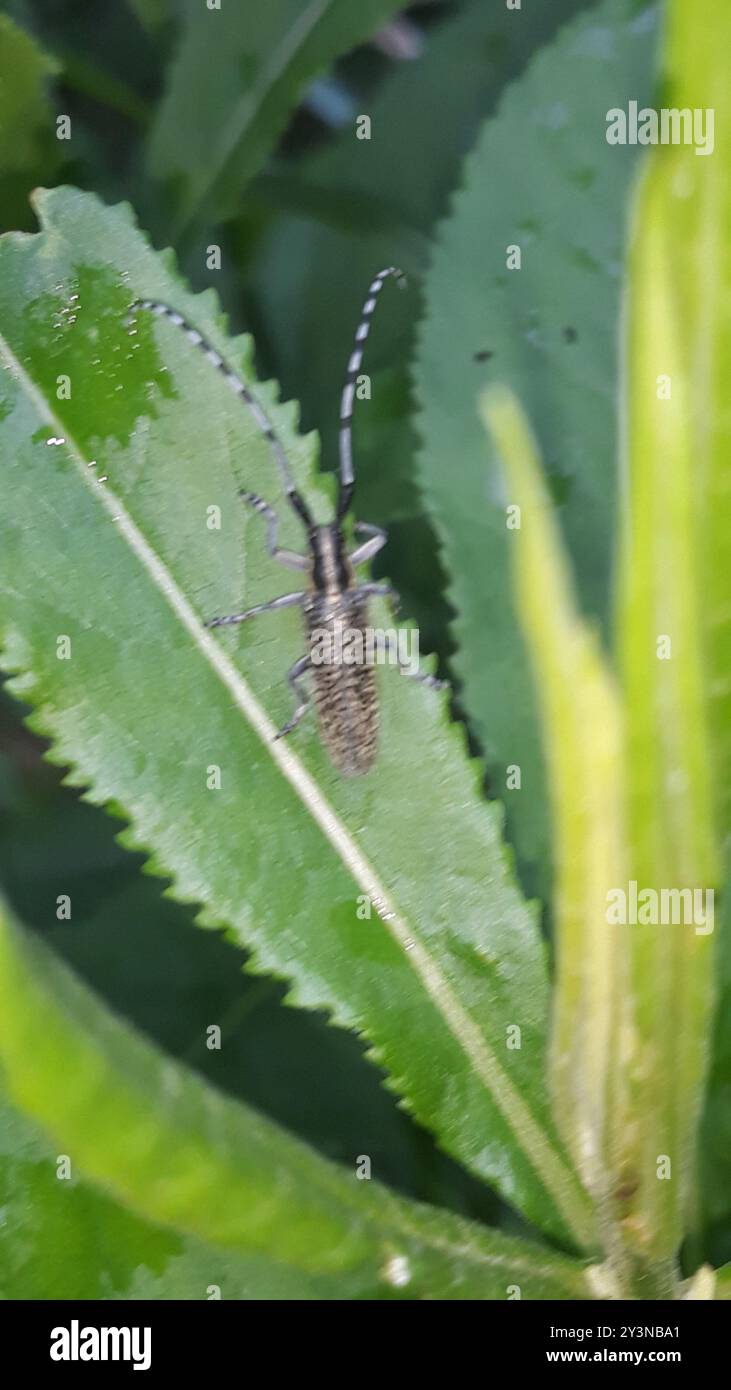 Golden-bloomed Longhorn Beetle (Agapanthia villosoviridescens) Insecta ...