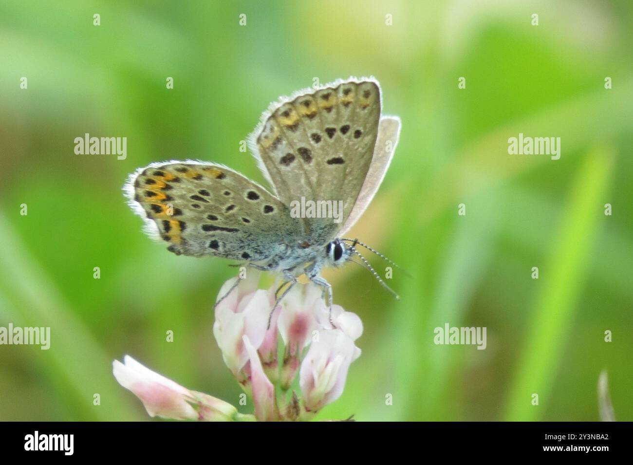 Gossamer-winged Butterflies (Lycaenidae) Insecta Stock Photo - Alamy