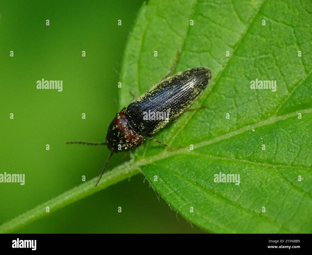 Red Click Beetle (Ampedus rubricus) Insecta Stock Photo - Alamy