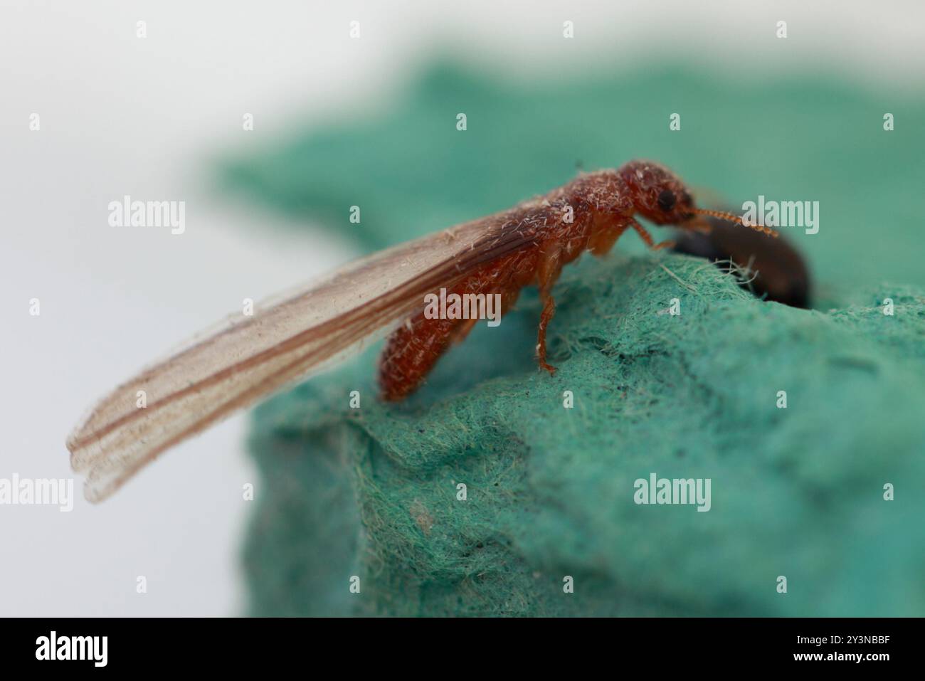 Drywood Termites (Kalotermitidae) Insecta Stock Photo - Alamy