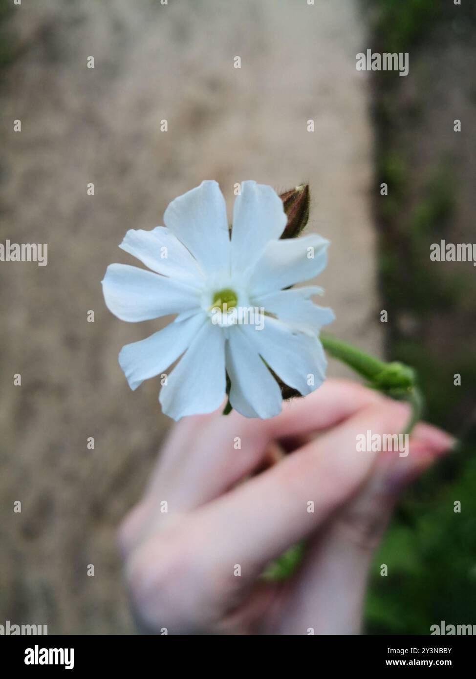 evening lychnis (Silene latifolia alba) Plantae Stock Photo - Alamy