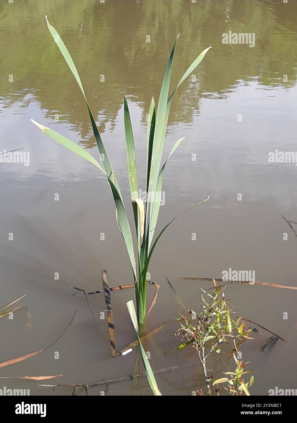 broadleaf cattail (Typha latifolia) Plantae Stock Photo - Alamy