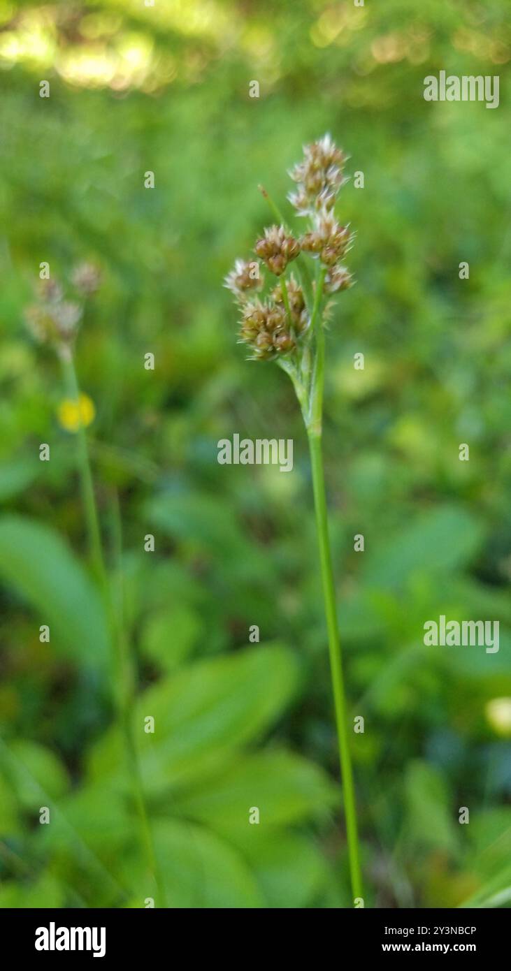 Field woodrush (Luzula campestris) Plantae Stock Photo - Alamy