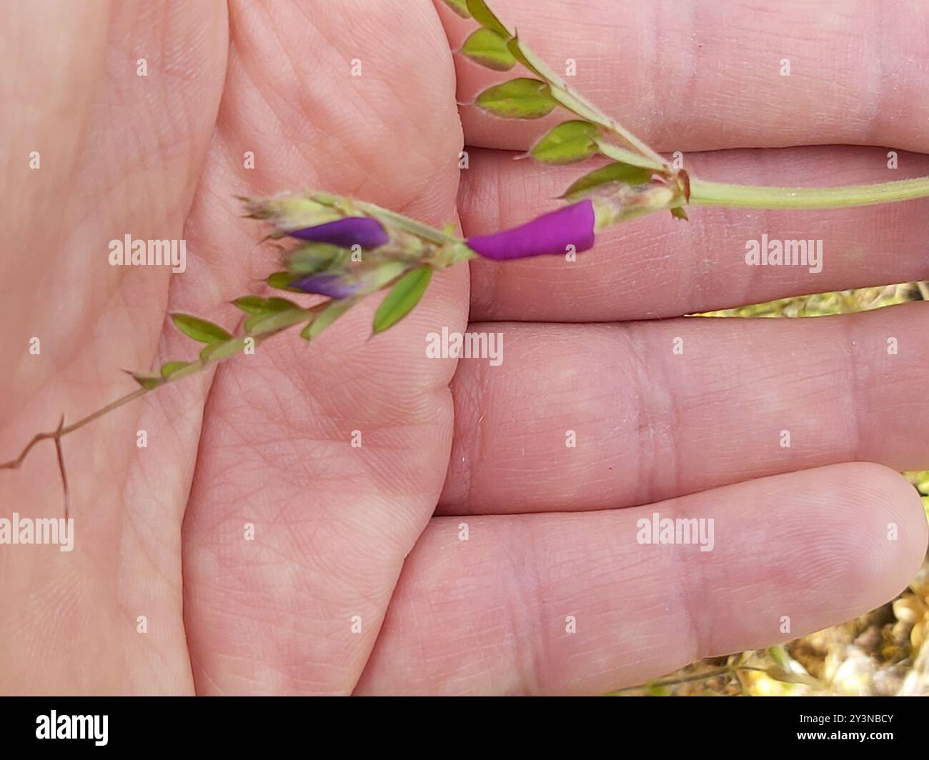 narrow-leaved vetch (Vicia sativa nigra) Plantae Stock Photo - Alamy