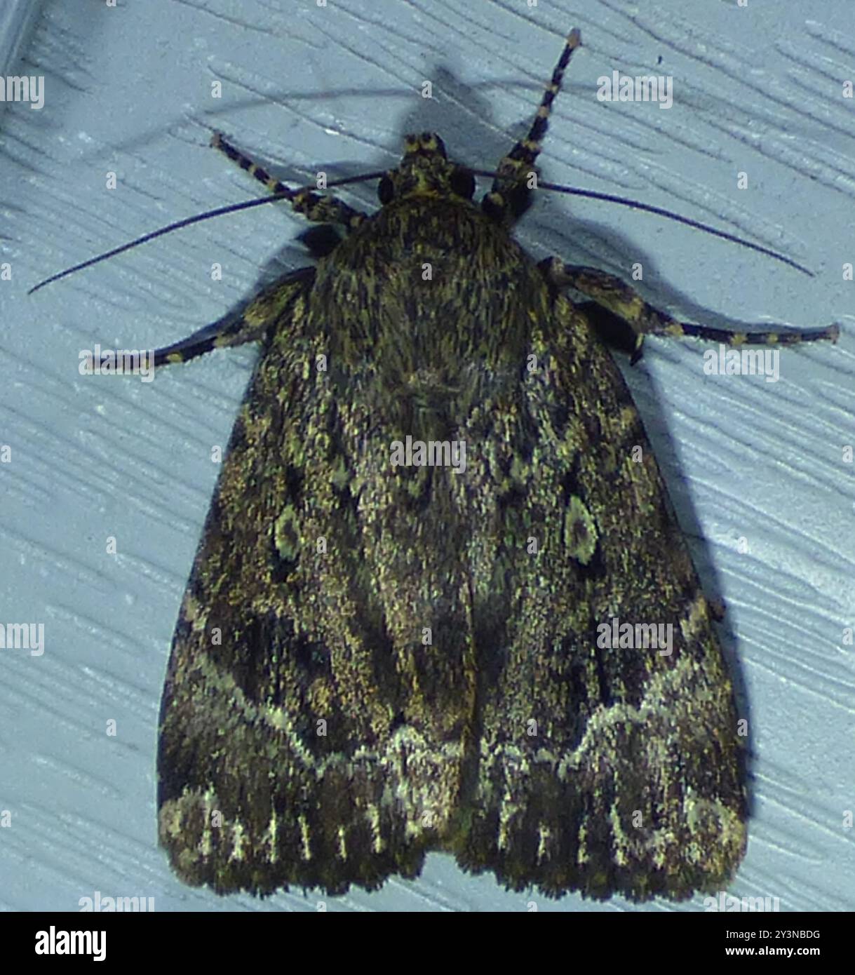 American Copper Underwing (Amphipyra pyramidoides) Insecta Stock Photo ...