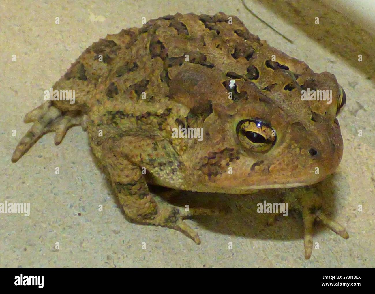Southern Toad (Anaxyrus terrestris) Amphibia Stock Photo - Alamy