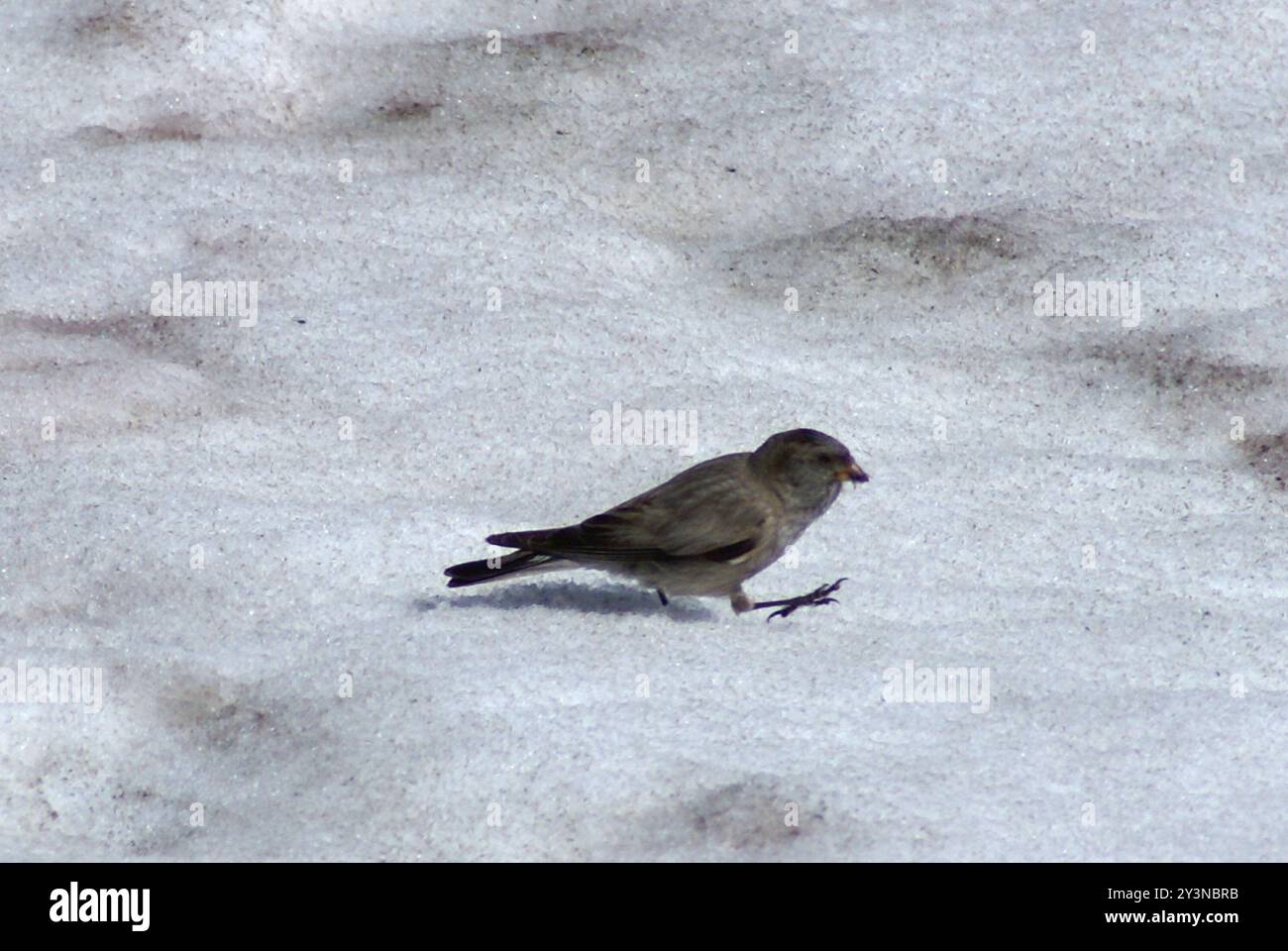 Black headed mountain finch hi-res stock photography and images - Alamy