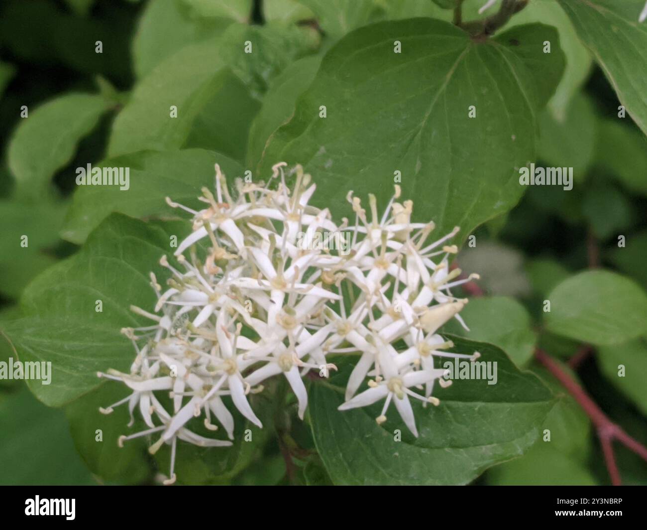 common dogwood (Cornus sanguinea) Plantae Stock Photo - Alamy