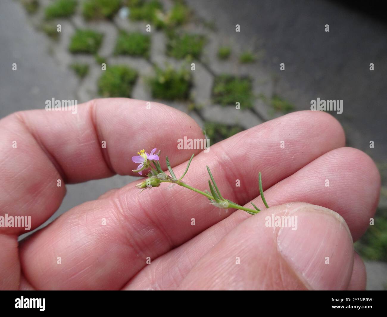 Red Sand Spurrey (Spergularia rubra) Plantae Stock Photo - Alamy